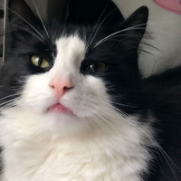 Cat PFP 64 - Free Download for Discord & TikTok | Cool PFP