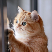 Cat PFP 64 - Free Download for Discord & TikTok | Cool PFP