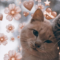 Cat PFP 64 - Free Download for Discord & TikTok | Cool PFP